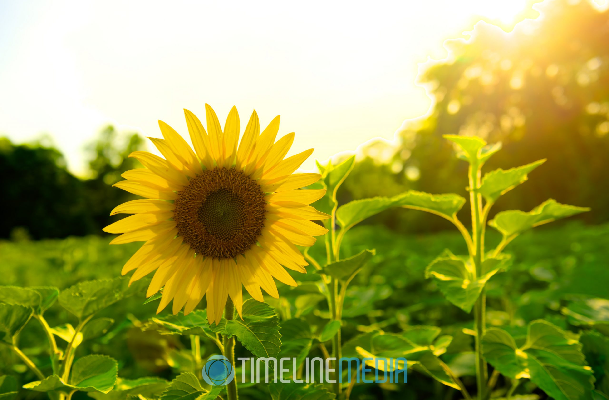 2017 May Flowers - flower photography TimeLine Media Blog